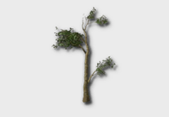 Elm Tree Sapling - inZOI Wiki - Guides & Community Resource